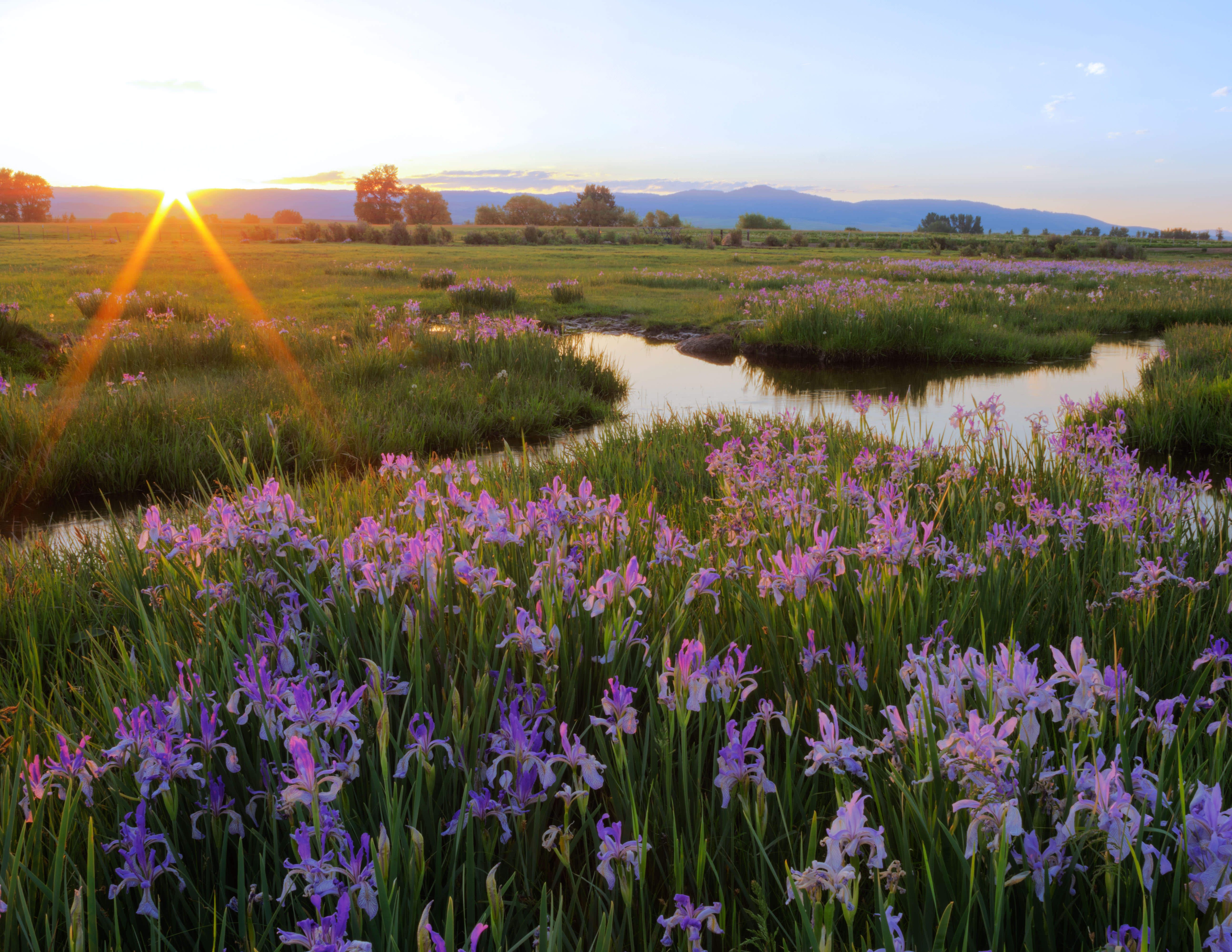 2018 Northeast Oregon Calendar April Irises | Oregon Exposures